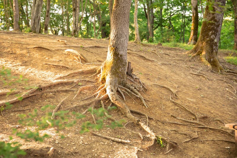 Tree Roots on the Surface of the Earth in the Forest Stock Image ...