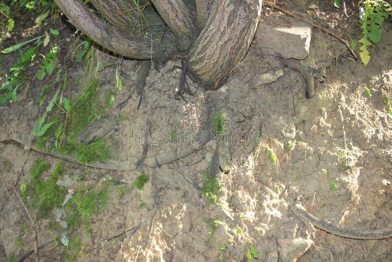 Tree Roots on the Surface of the Earth. Russia. Stock Image - Image of ...
