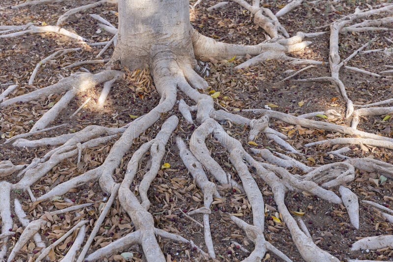 Tree Roots on the Surface of the Earth. Sun Spots on Fallen Leaves. the ...