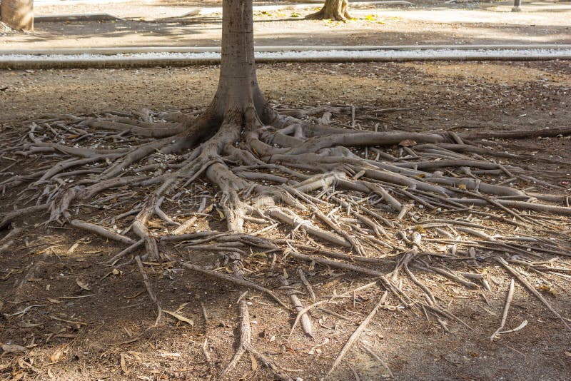 Tree Roots on the Surface of the Ground Stock Image - Image of green ...