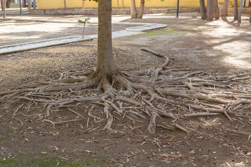Tree Roots on the Surface of the Ground Stock Image - Image of bark ...