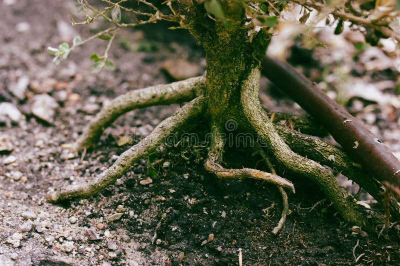 Tree Roots on the Surface of the Soil in a Natural Environment. a Tree ...