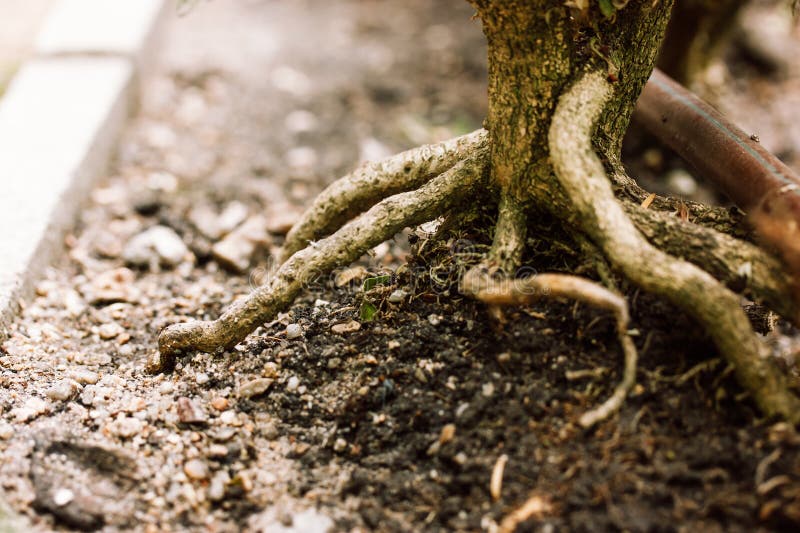 Tree Roots on the Surface of the Soil in a Natural Environment. a Tree ...