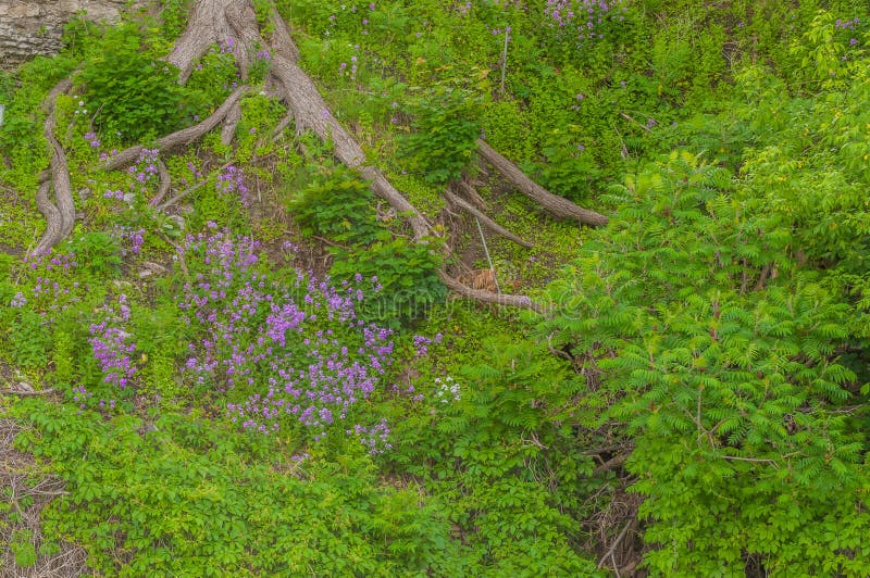 Tree Roots stock photo. Image of environment, outdoors - 41315946