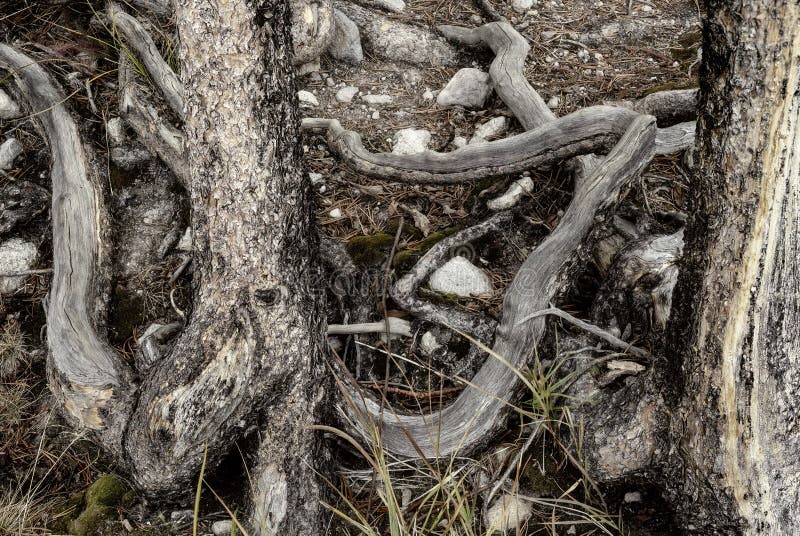 Tree Roots Tangled on a Forest Floor Stock Photo - Image of stanley ...