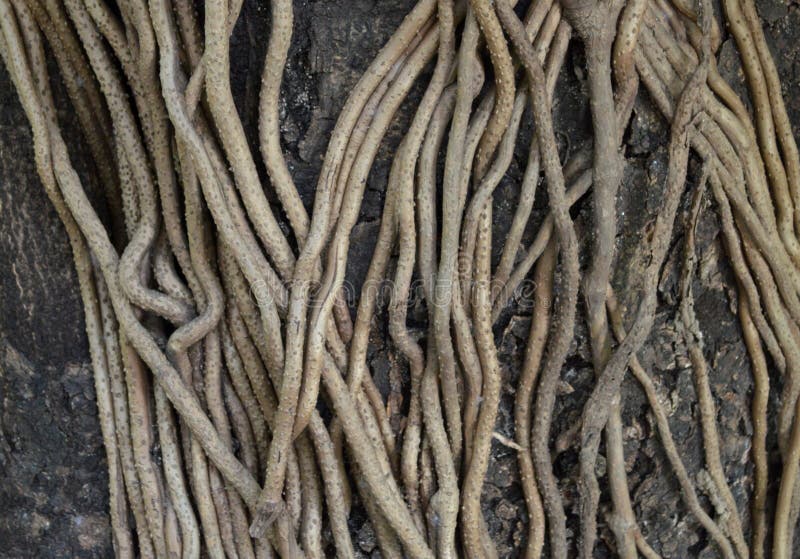 Tree Roots Texture stock photo. Image of root, tree, botany - 21710958