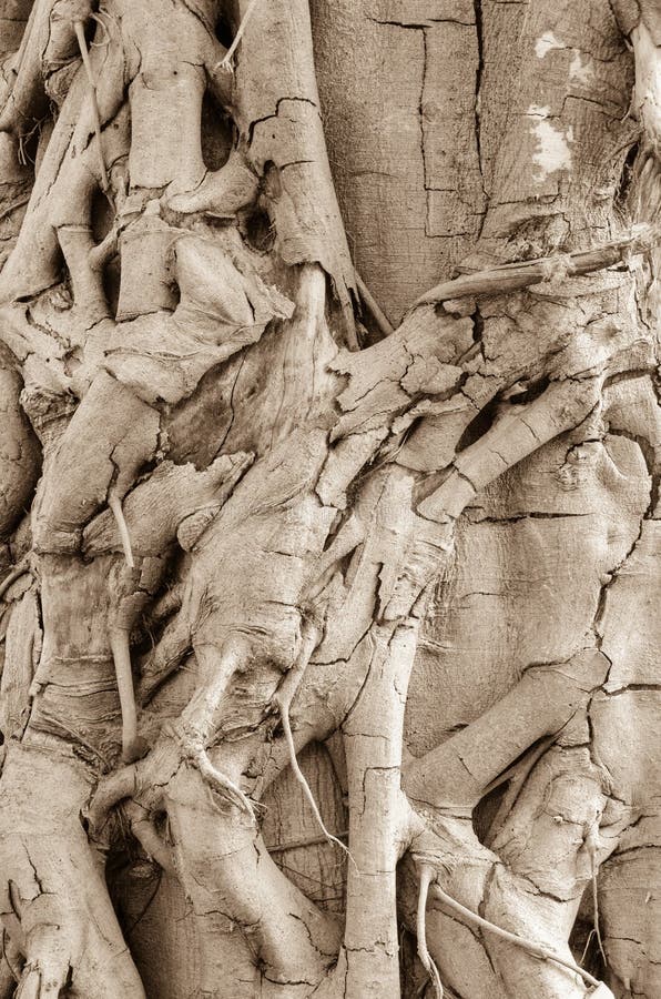 Tree Roots Texture stock photo. Image of root, tree, botany - 21710958