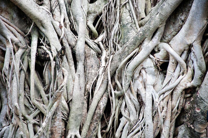 Roots Texture stock image. Image of roots, brown, cortex - 78383109