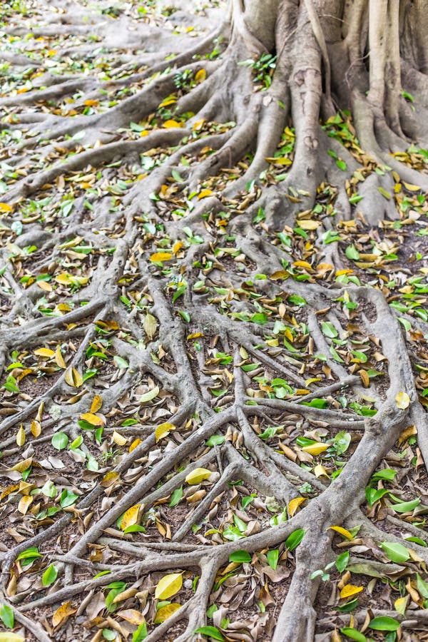 Tree roots stock image. Image of nature, moss, spring - 43370483