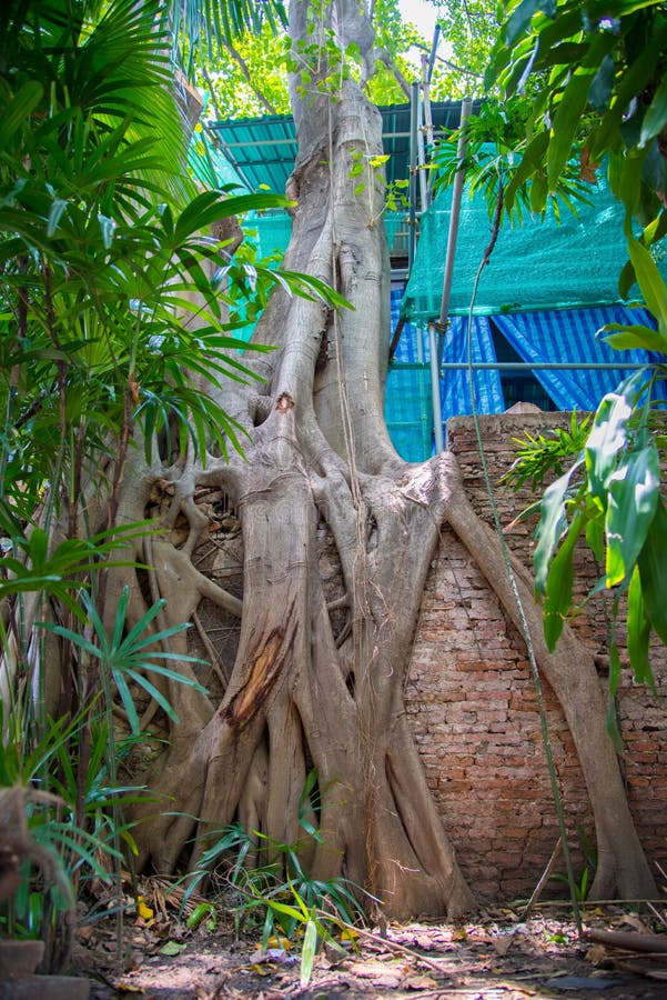 Tree Roots , Texture and Layer of Roots in Thailand. Stock Photo ...