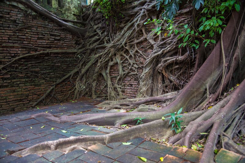 Tree Roots , Texture and Layer of Roots in Thailand Stock Image - Image ...
