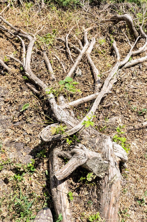 Tree Veins stock image. Image of kerala, trees, abstract - 9218309