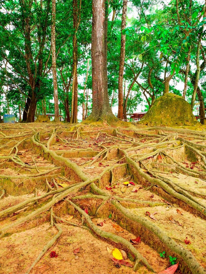 Tree Roots Towering Above the Ground Which is of Extraordinary Color ...