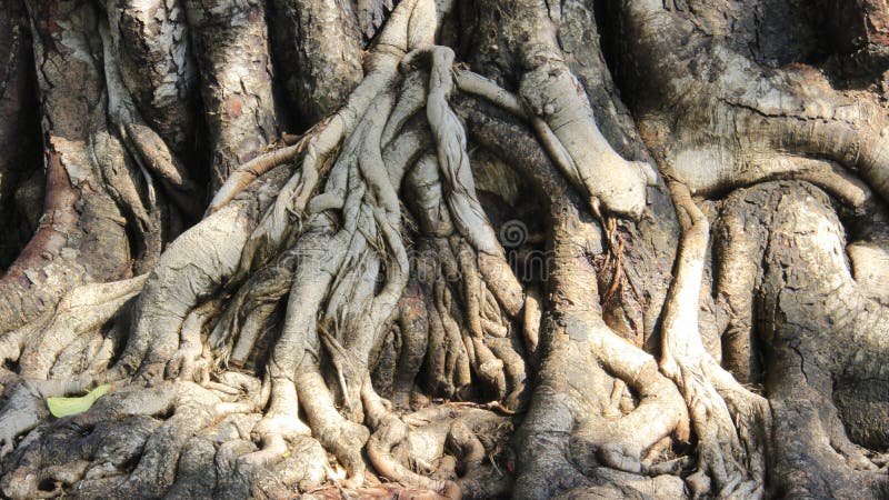 Tree Roots and Tree Bark. Details and Nature Color Stock Image - Image ...