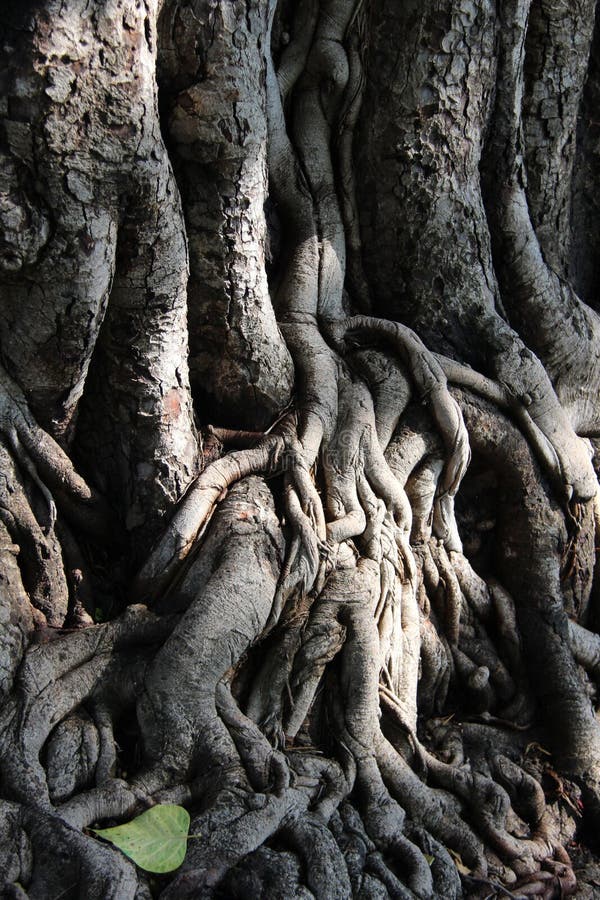 Natural Black and White Tree Roots and Tree Bark Stock Photo - Image of ...