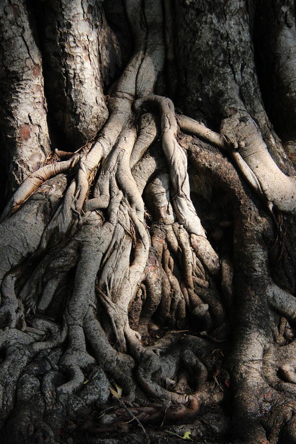 Root and Bark of Banyan Tree Stock Image - Image of quiet, nartural ...