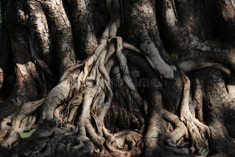 Natural. Close Up Pipal Tree Bark and Textures Stock Image - Image of ...