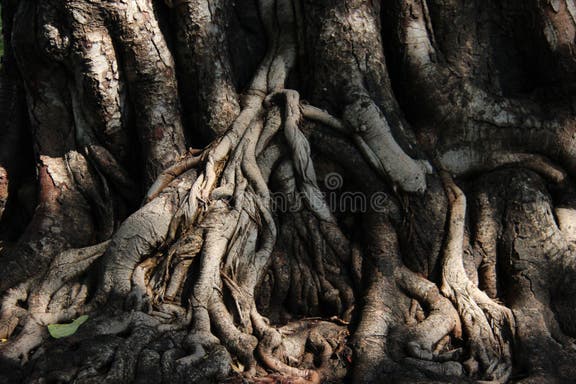 Natural. Close Up Pipal Tree Bark and Textures Stock Image - Image of ...