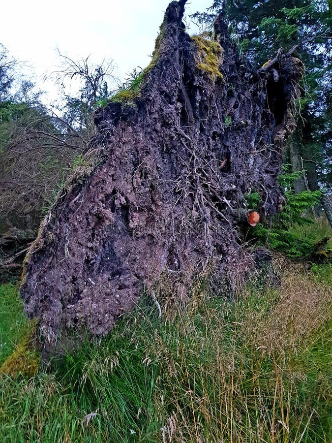 Tree roots stock photo. Image of roots, tree, wind, texture - 110868314