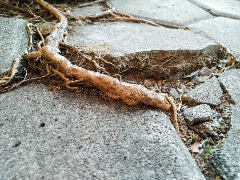 839 Block Paving Sun Stock Photos - Free & Royalty-Free Stock Photos ...