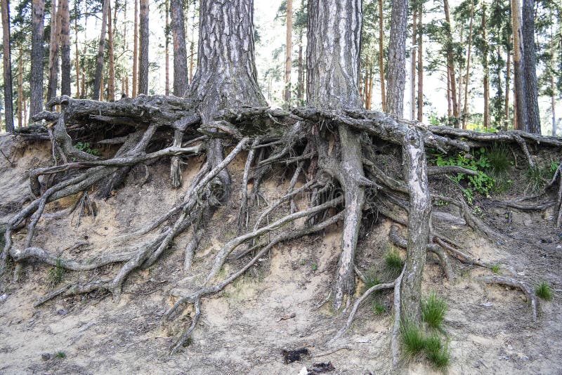 Tree Roots. Tree Roots in the Forest Stock Image - Image of ecology ...