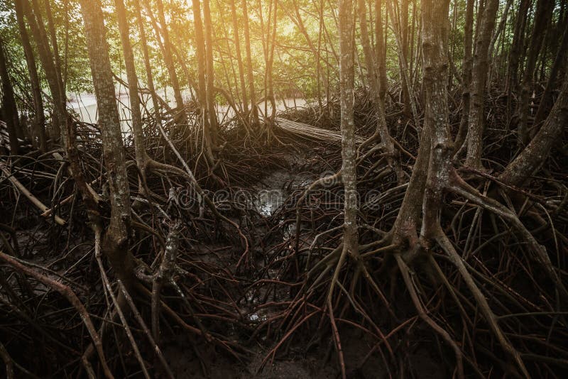 Tree roots. stock photo. Image of prong, wide, forest - 123697402