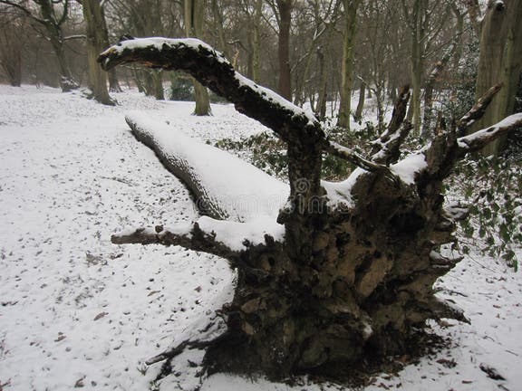 Tree Roots stock photo. Image of snow, roots, cold, tree - 111124734