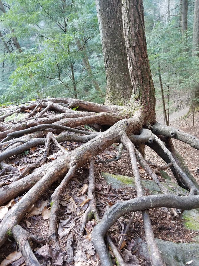 Tree roots stock photo. Image of rocks, tree, roots - 112381434