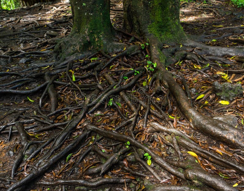 Tree Roots stock photo. Image of nature, tree, rainforest - 71187156