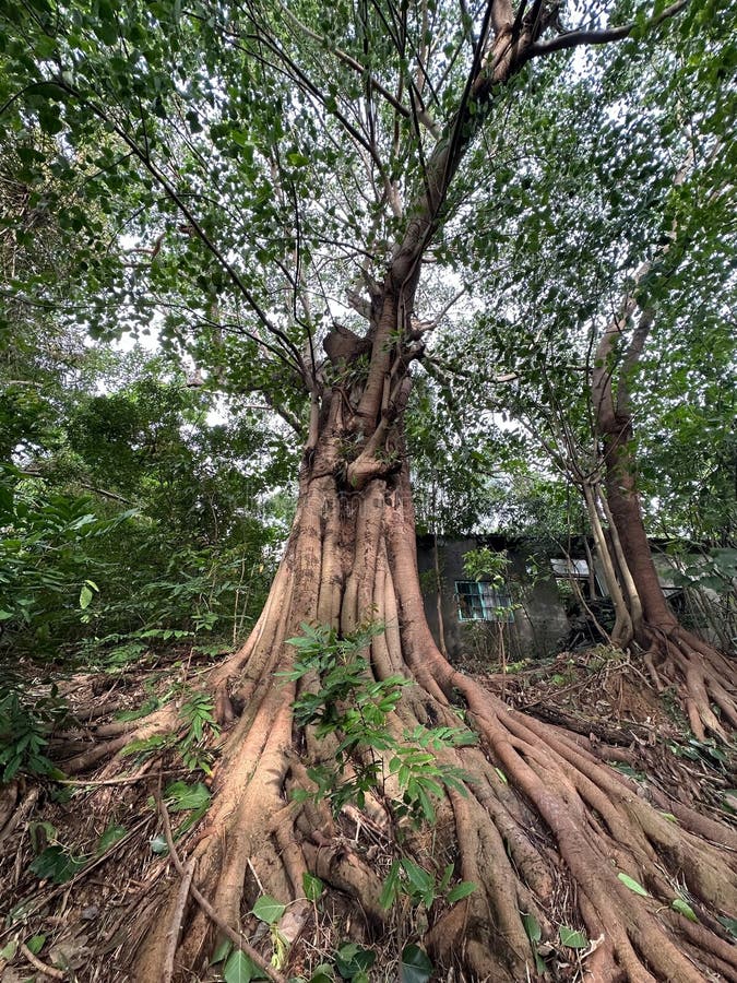 Tree and roots stock photo. Image of roots, trees, taiwan - 289488792