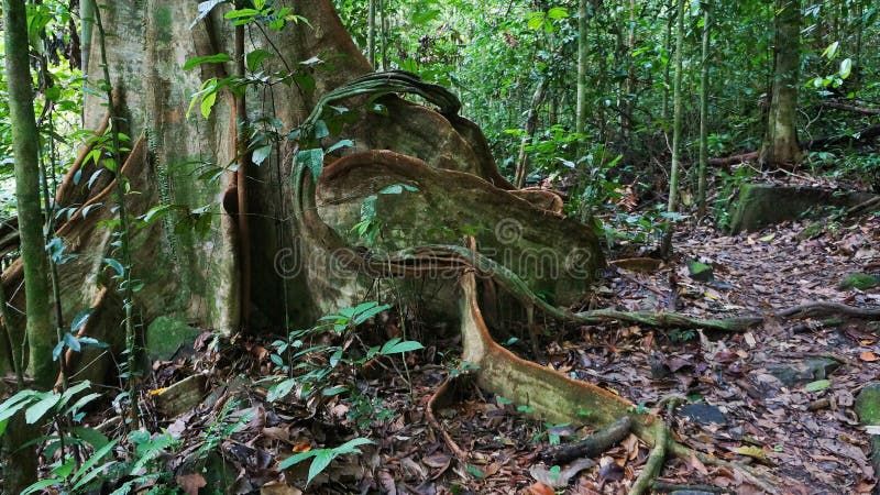 A Tree Roots in Tropical Rain Forest Stock Photo - Image of forest ...