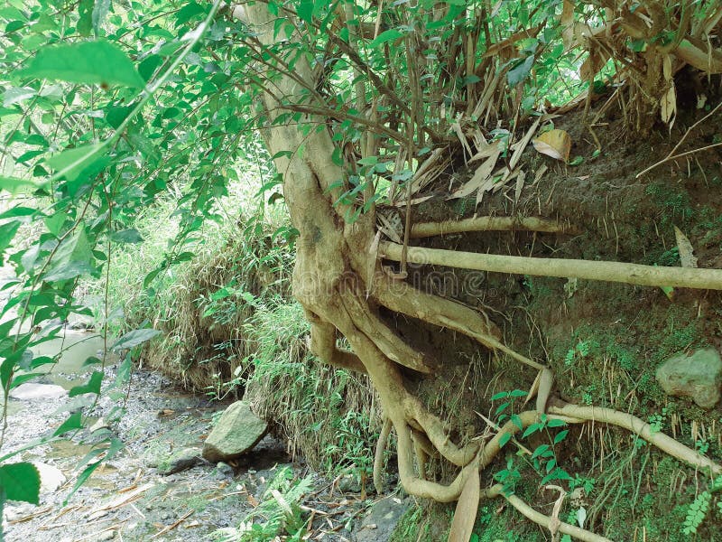 Tree Roots by the Tropical River Stock Image - Image of forest, leaf ...