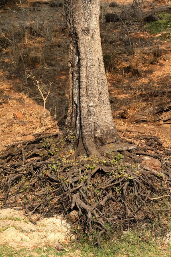 Tree Roots on the Tree Trunk Stock Image - Image of network ...