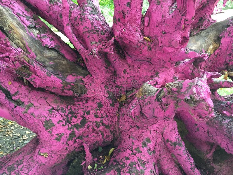 Tree Roots and Trunk Painted in Bright Pink Stock Image - Image of ...