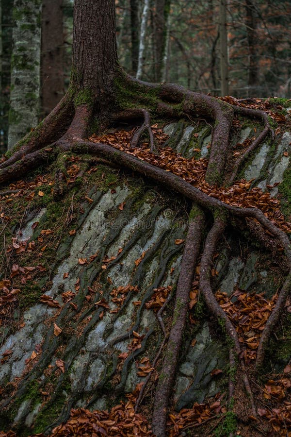 Tree Roots Twine Around A Stone - Switzerland Stock Photo - Image of ...