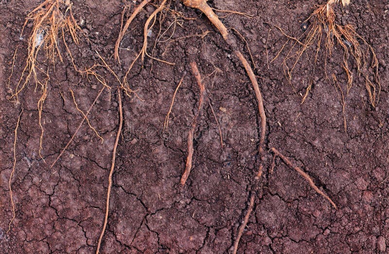 Tree Roots Under the Ground with Cracked Stock Image - Image of growth ...