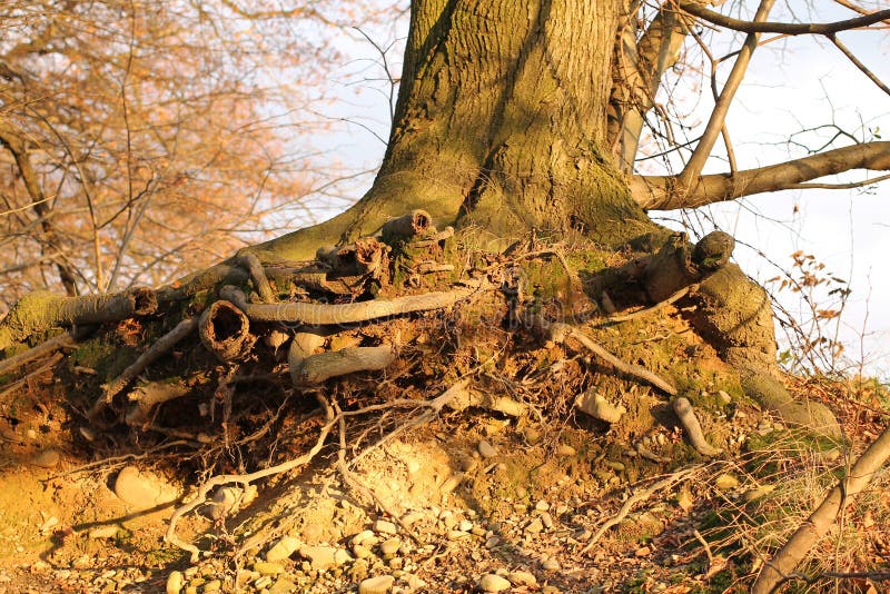 Tree Undermined by Erosion from Stream Stock Photo - Image of forest ...