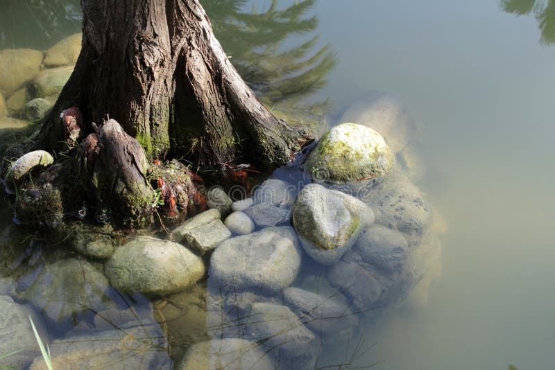 Tree underwater stock photo. Image of tree, shallow, submerged - 13573358
