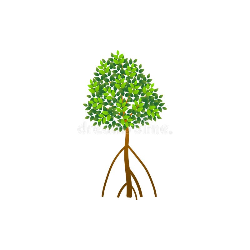 Mangrove Tree with Roots and Green Leaves Vector Illustration Stock ...