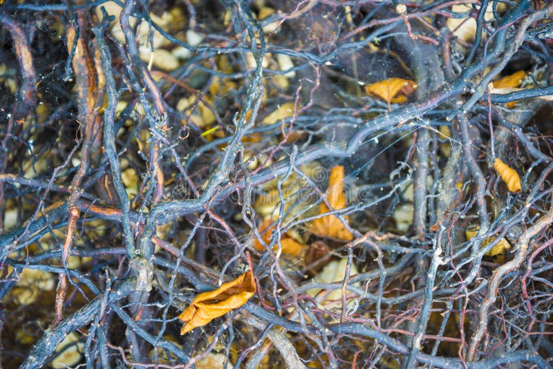 Tree roots very small stock photo. Image of closeup - 122417890