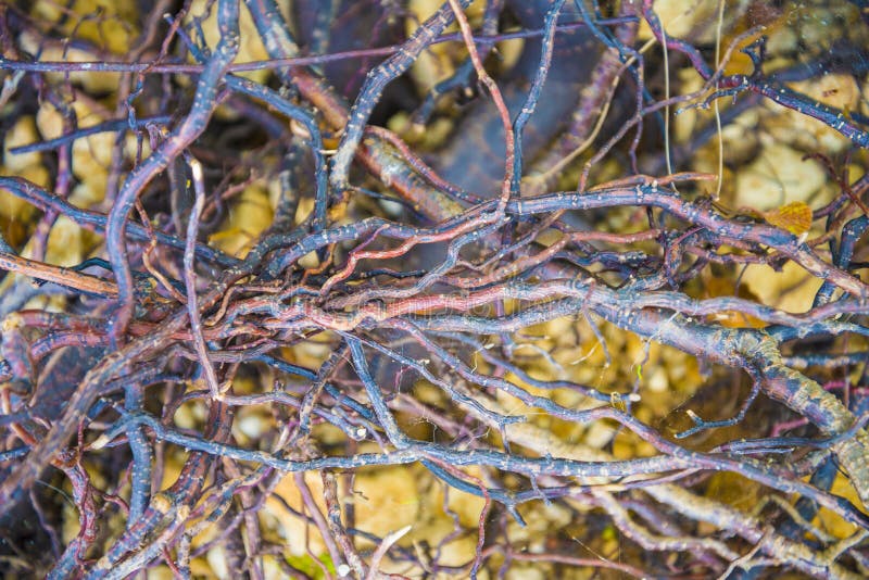 Tree roots very small stock photo. Image of concept - 122419056