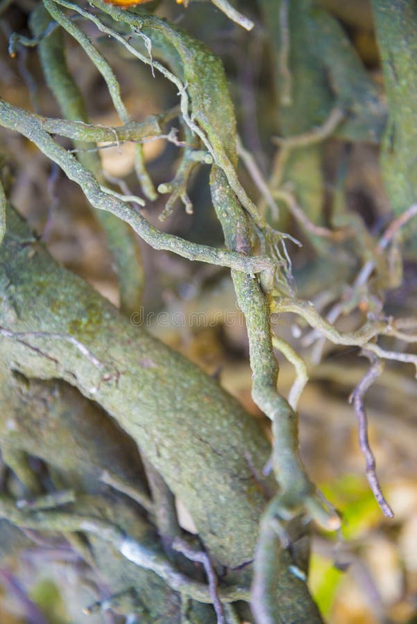Tree roots very small stock image. Image of natural - 122418097