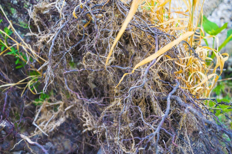 Tree roots very small stock photo. Image of concept - 122419056