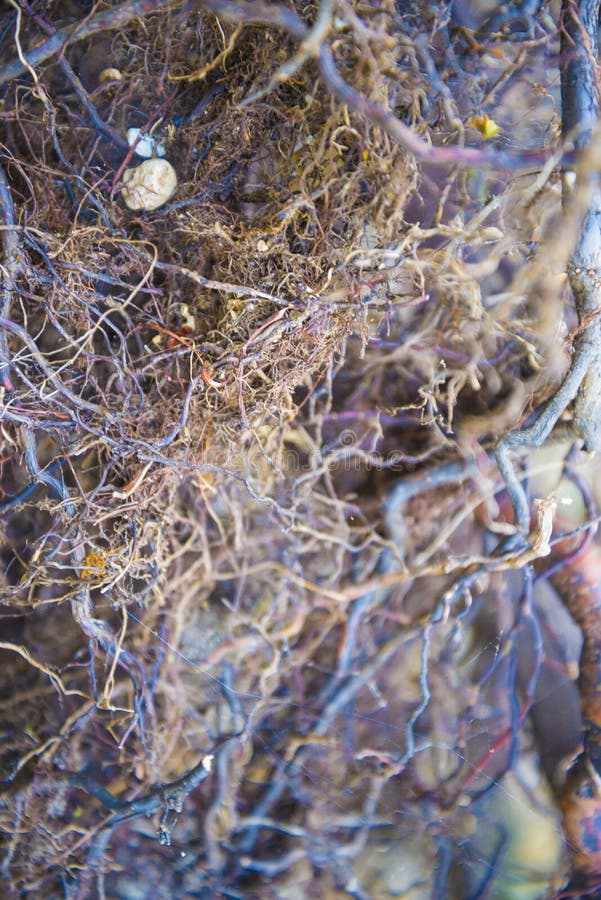 Tree roots very small stock photo. Image of closeup - 122417890