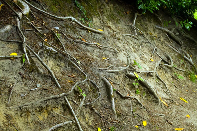 Tree Roots stock image. Image of hill, plant, ground - 33641307