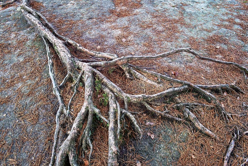 Tree roots stock image. Image of outdoor, cool, plant - 46170601