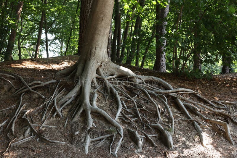Tree Roots Visible through Ground in Forest Stock Photo - Image of ...
