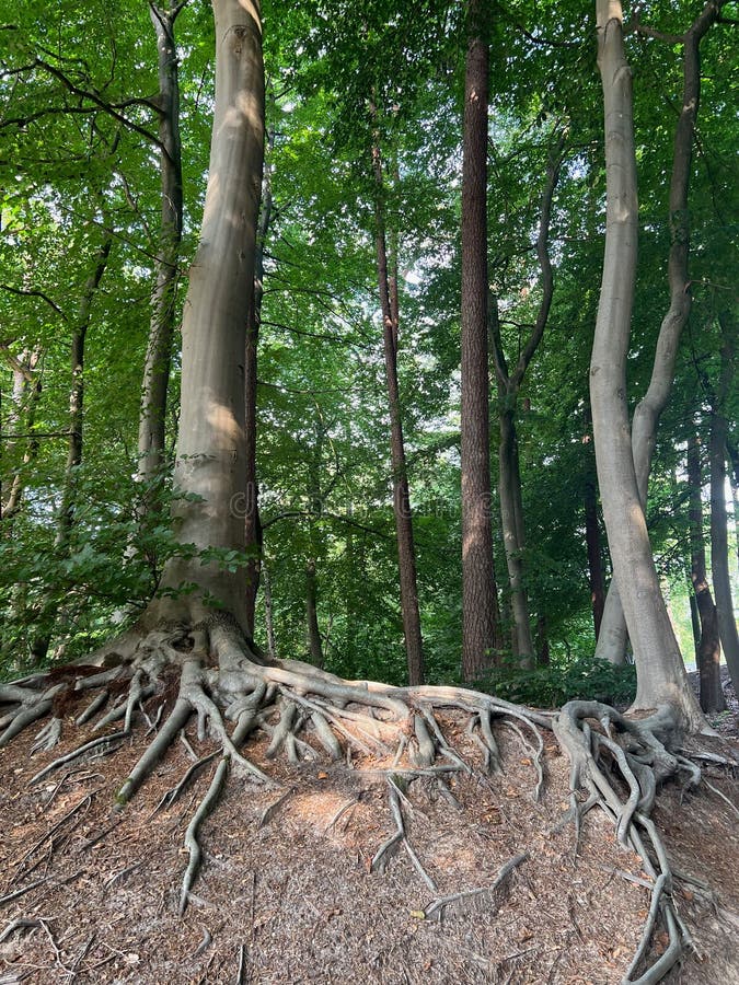 330 Tree Roots Visible Ground Forest Stock Photos - Free & Royalty-Free ...