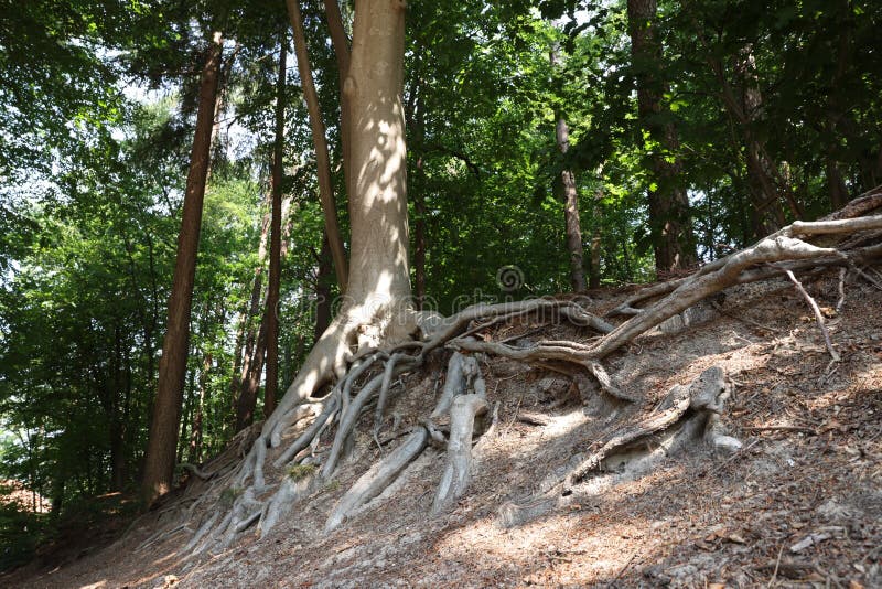 Tree Roots Visible through Ground in Forest Stock Image - Image of ...