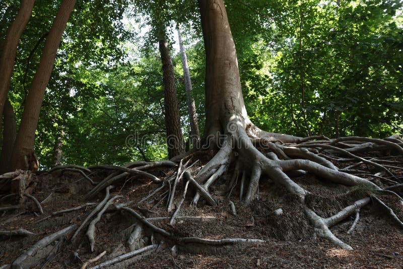 Tree Roots Visible through Ground in Forest Stock Photo - Image of leaf ...